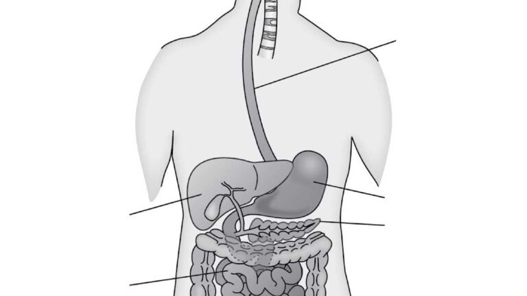 Printable Blank Diagram Of The Digestive System - Printable Free Templates