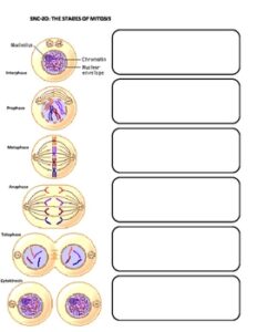 Printable Stages Of Mitosis Blank Diagram - Printable Free Templates